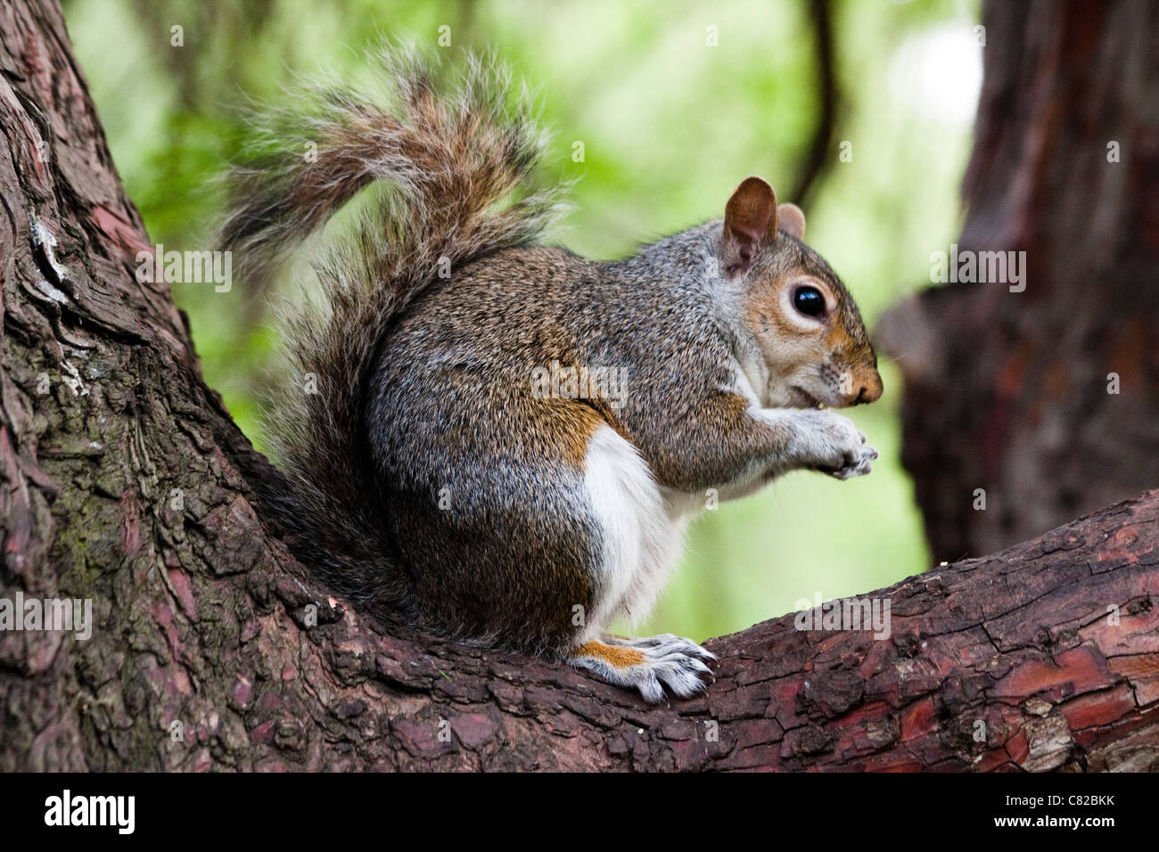 Squirrel munching away at some nuts, Hyde Park, London Stock Photo - Alamy