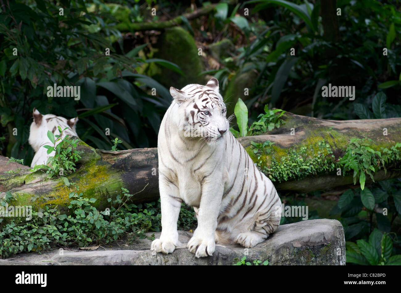 Captive white Bengal tiger Stock Photo - Alamy
