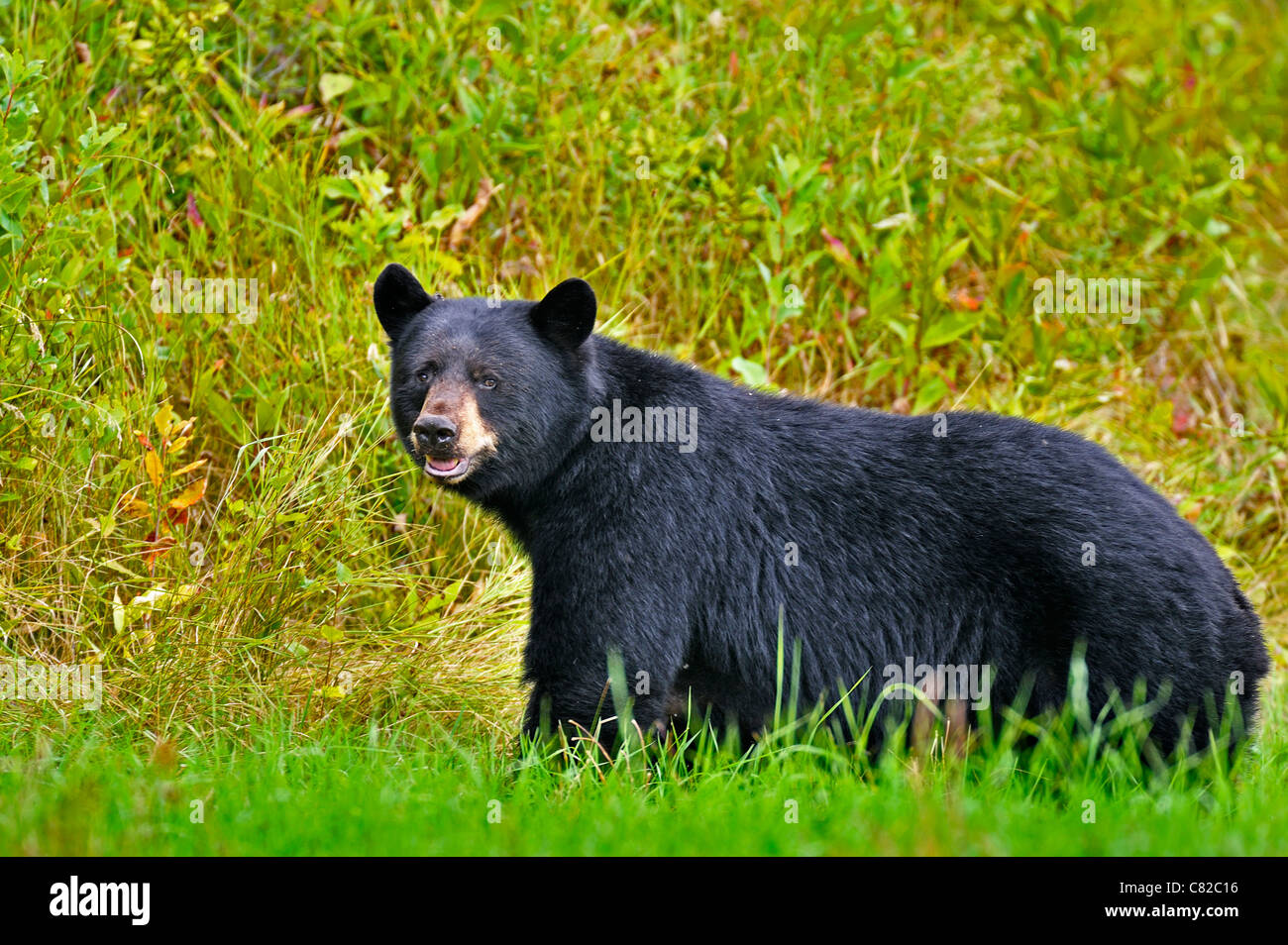 Black bear side view hi-res stock photography and images - Alamy