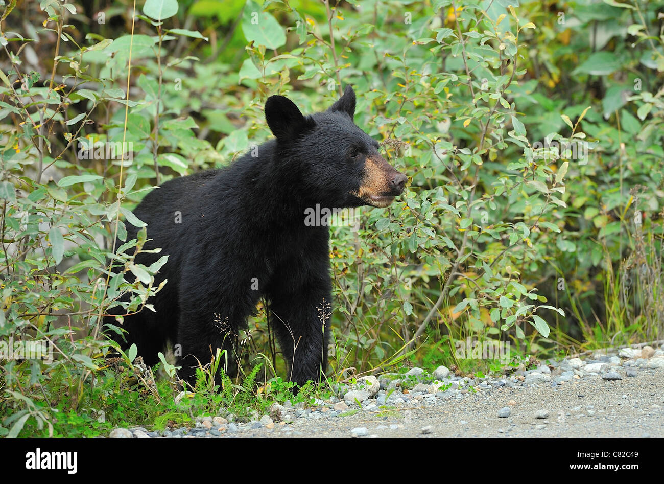 A juvenile black bear stepping out of the thick bushes Stock Photo - Alamy
