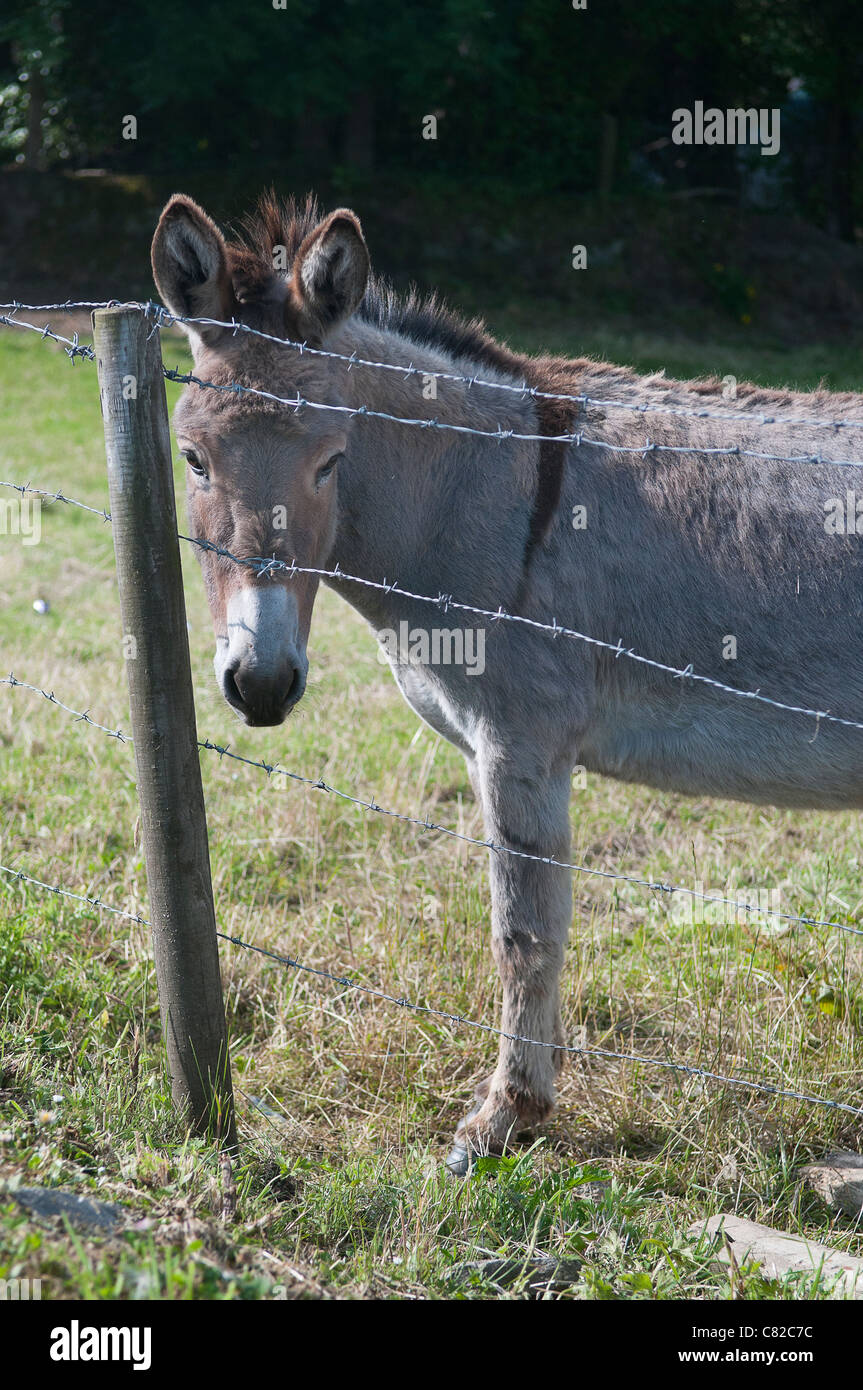 Domestic donkey behind barbed wire Stock Photo - Alamy