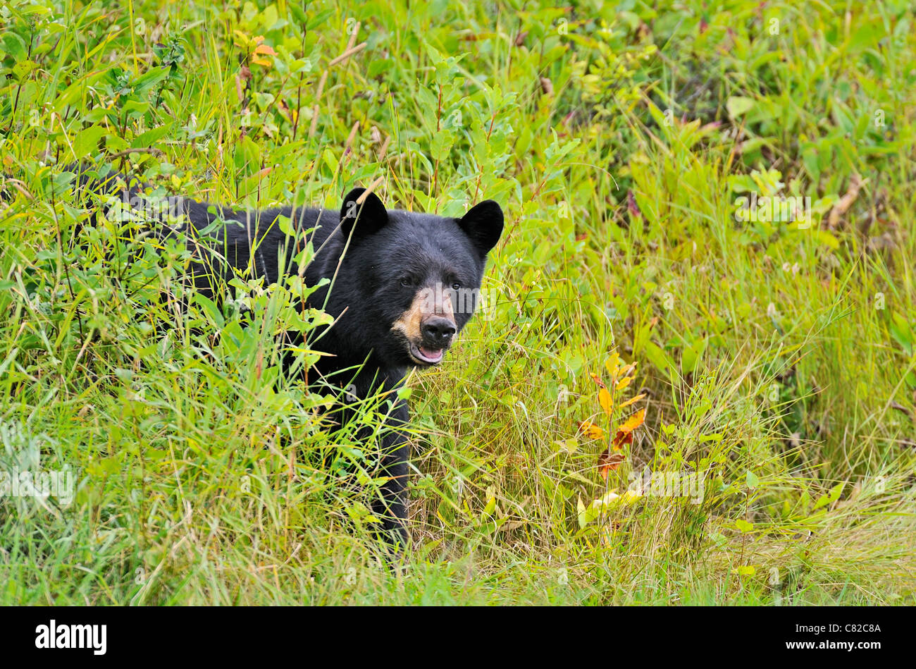 An adult black bear Stock Photo - Alamy