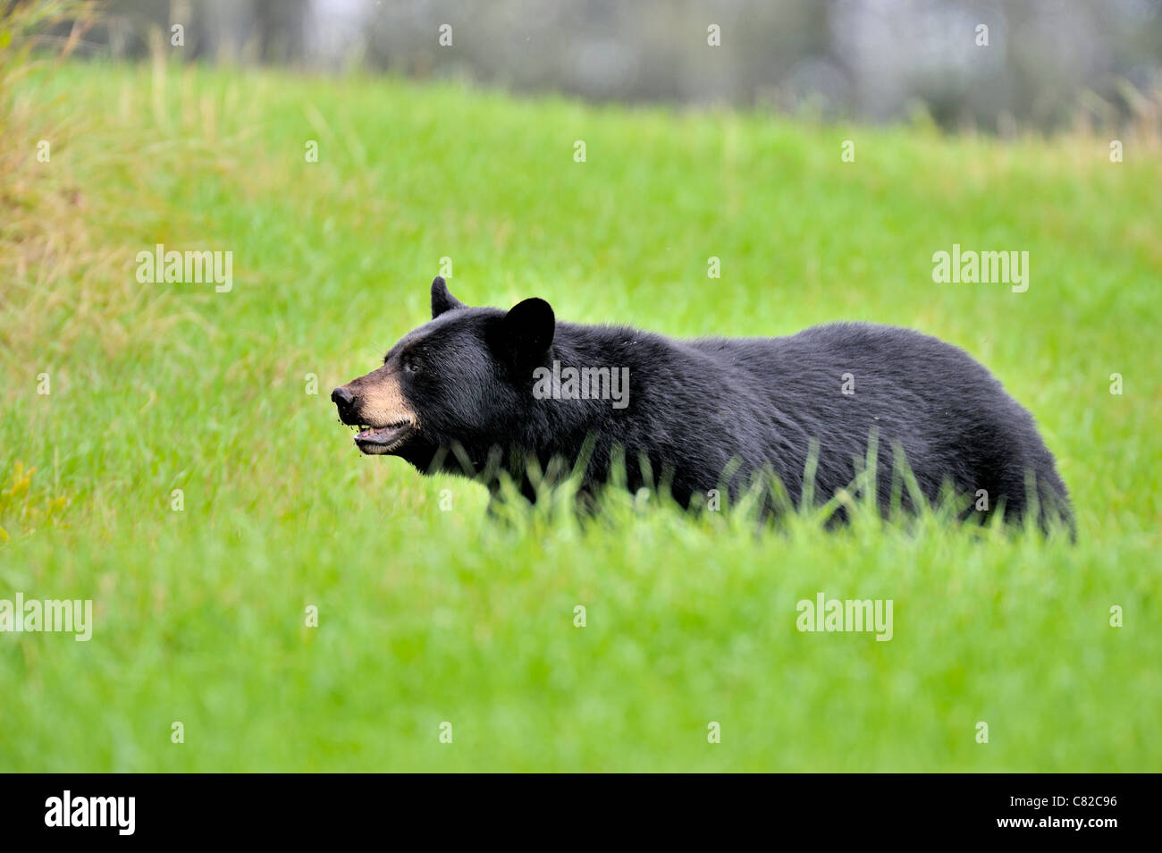 A wild black bear walking through deep green grass Stock Photo - Alamy