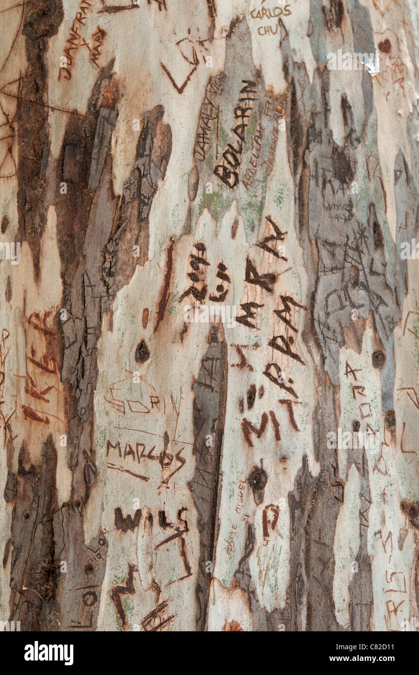 Carvings of names and messages on an old tree Stock Photo - Alamy