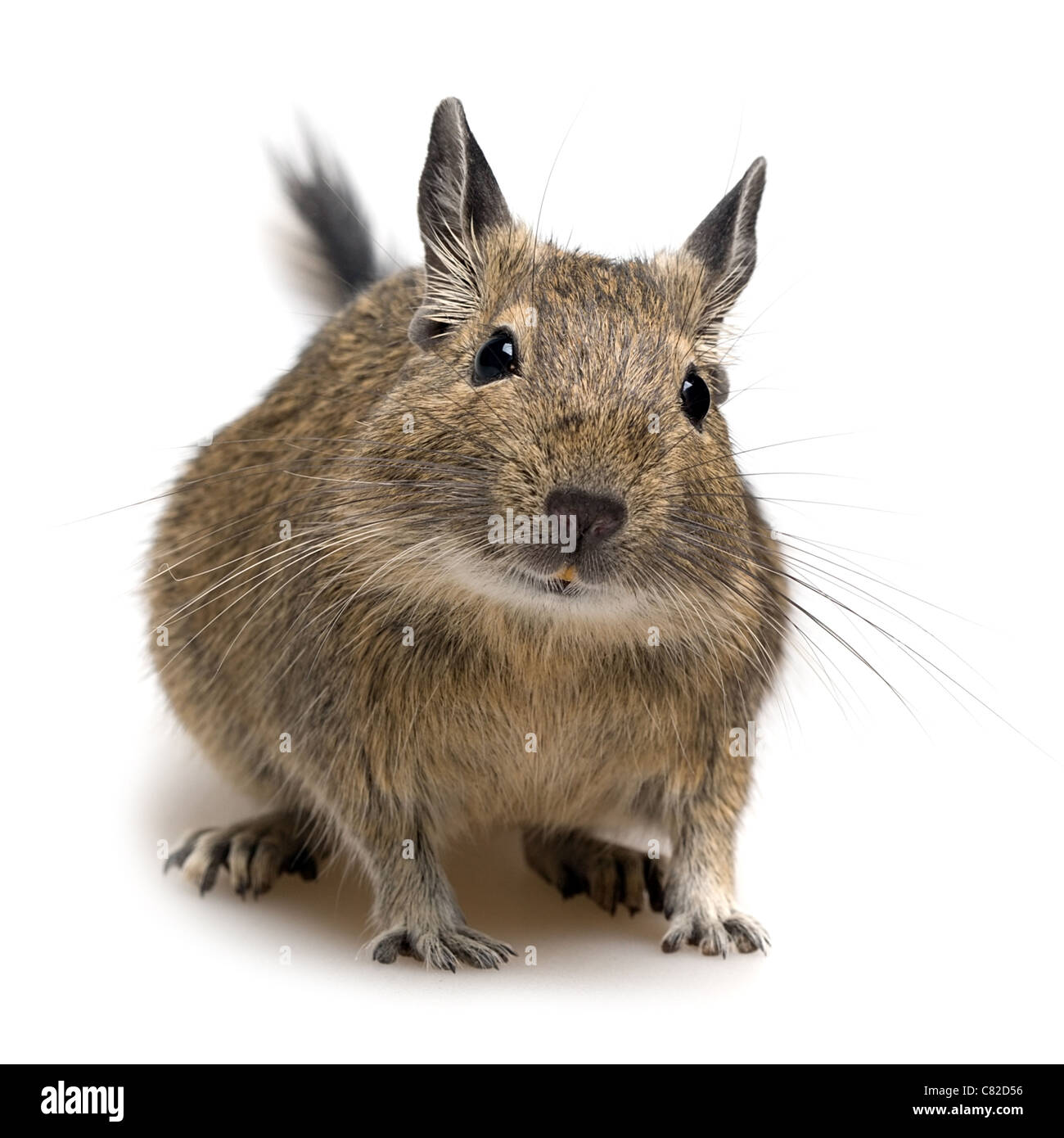 degu pet closeup isolated on white Stock Photo - Alamy
