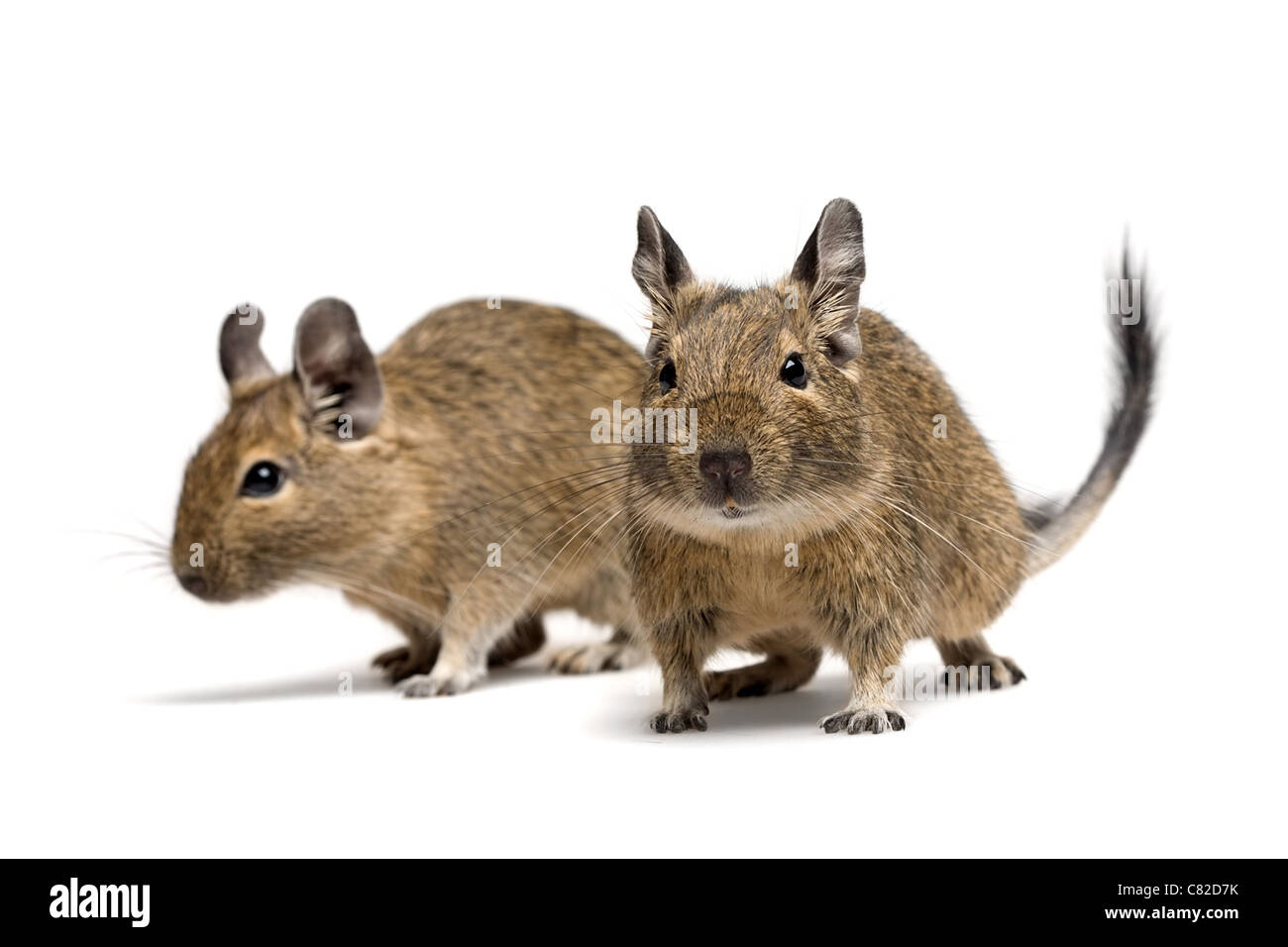 degu pets isolated on white Stock Photo - Alamy
