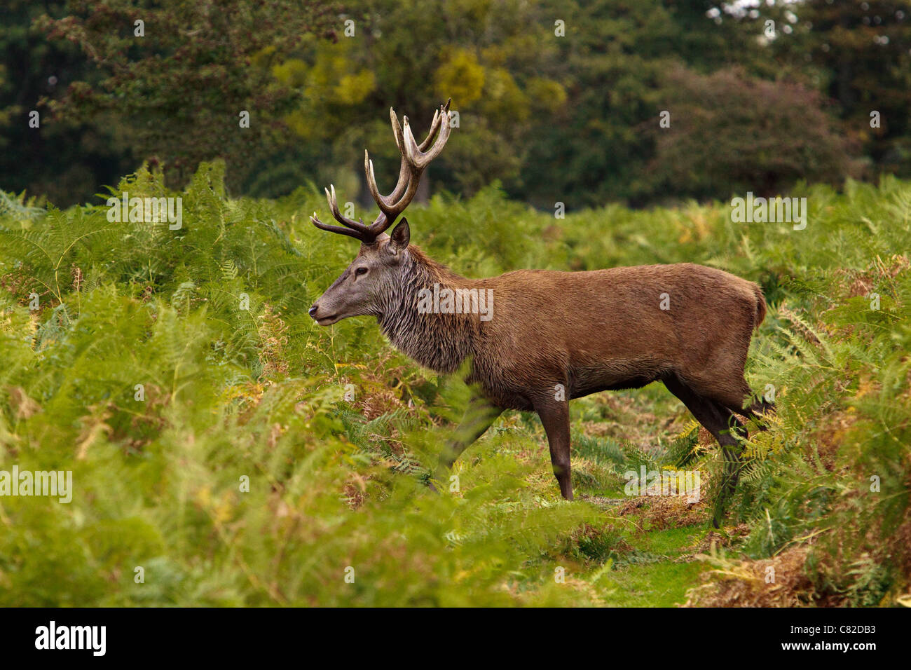 Stag patrol hi-res stock photography and images - Alamy