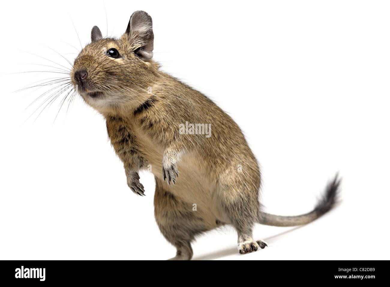 closeup of degu pet in standing pose isolated on white Stock Photo - Alamy