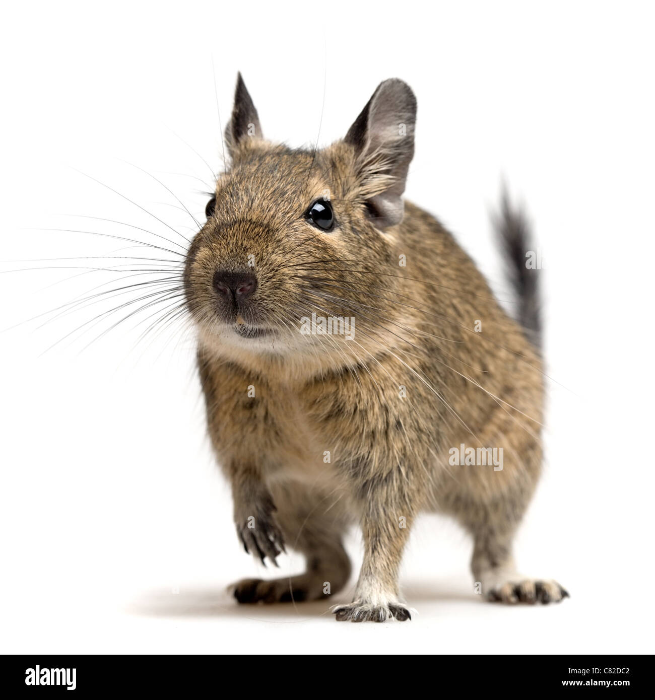 degu pet closeup portrait isolated on white Stock Photo - Alamy