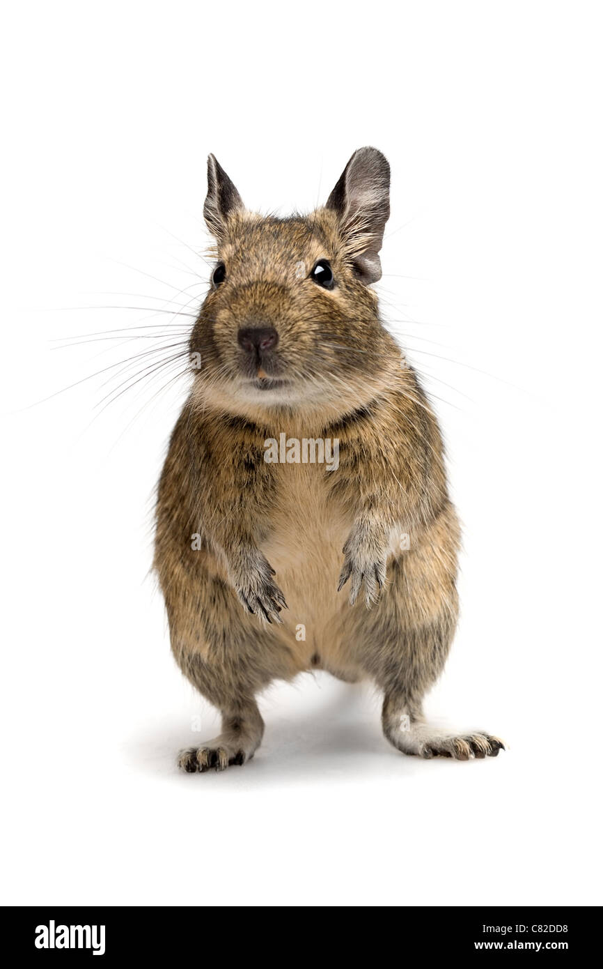 closeup of degu pet in standing pose isolated on white Stock Photo - Alamy