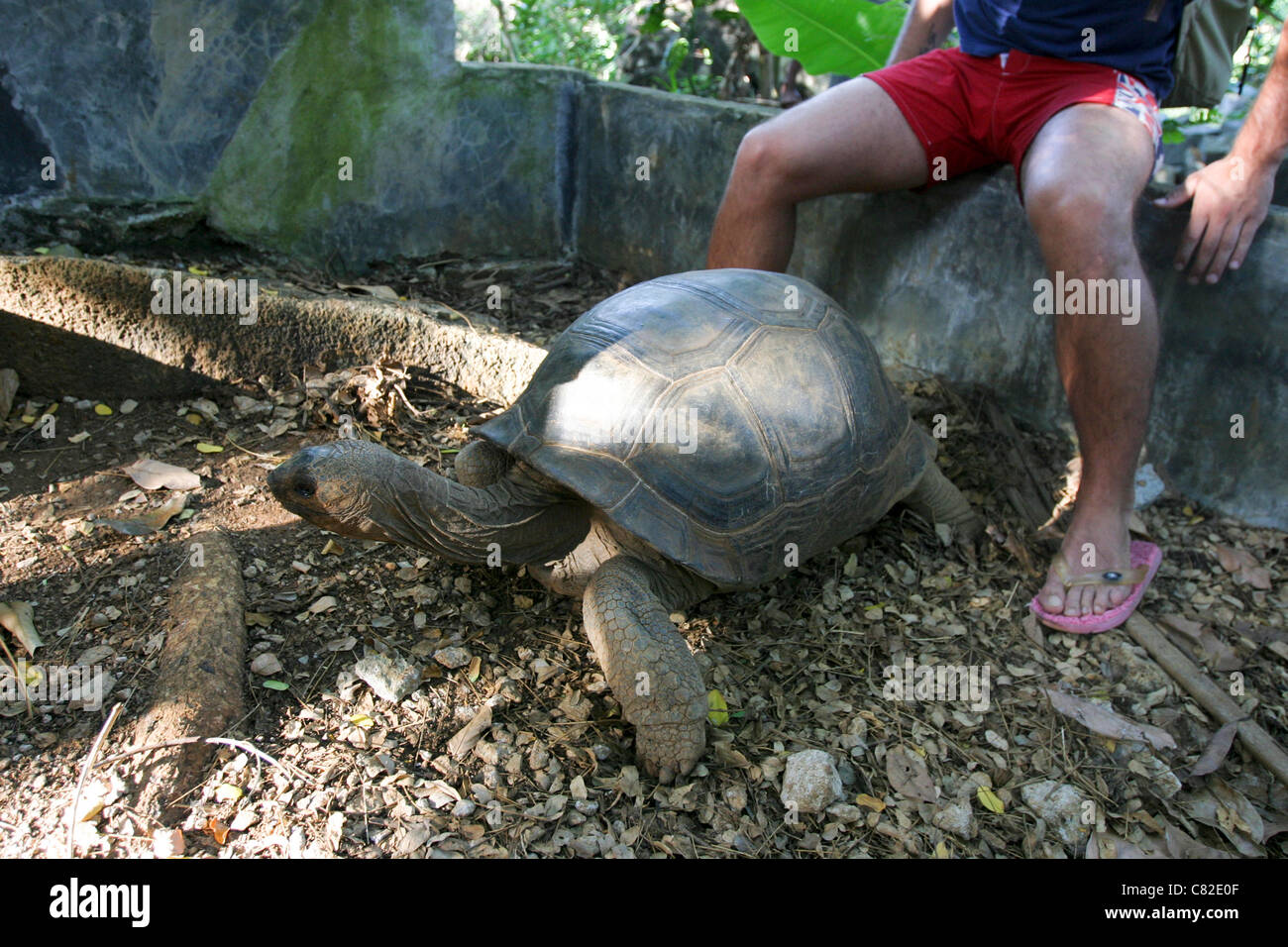 Giant tortoise and tourist, Nosy Komba isle Madagascar Stock Photo - Alamy
