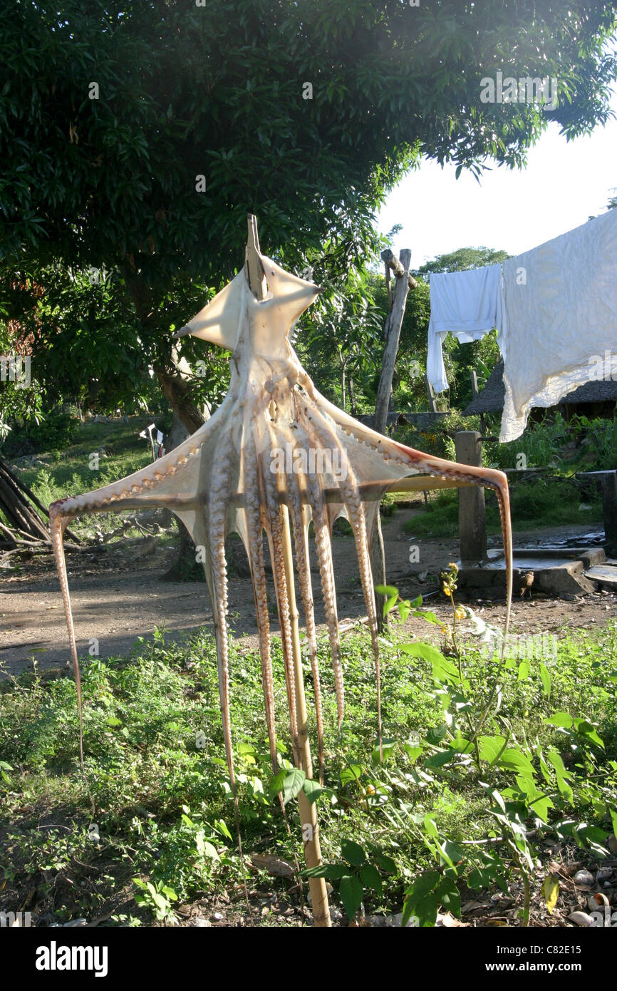 sun-dried octopus Madagascar isle Nosy Komba Stock Photo - Alamy
