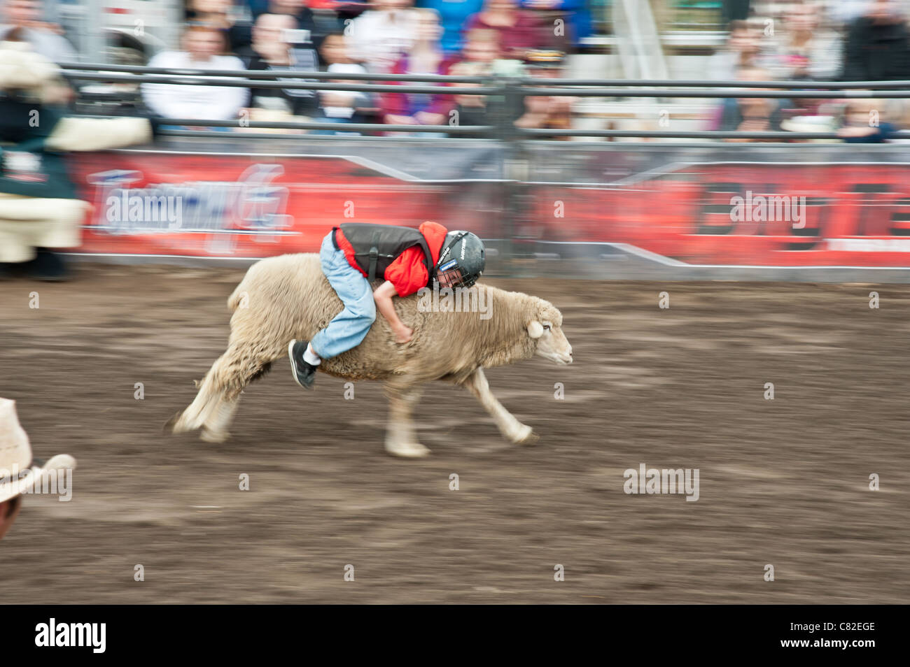 Children riding sheep hi-res stock photography and images - Alamy