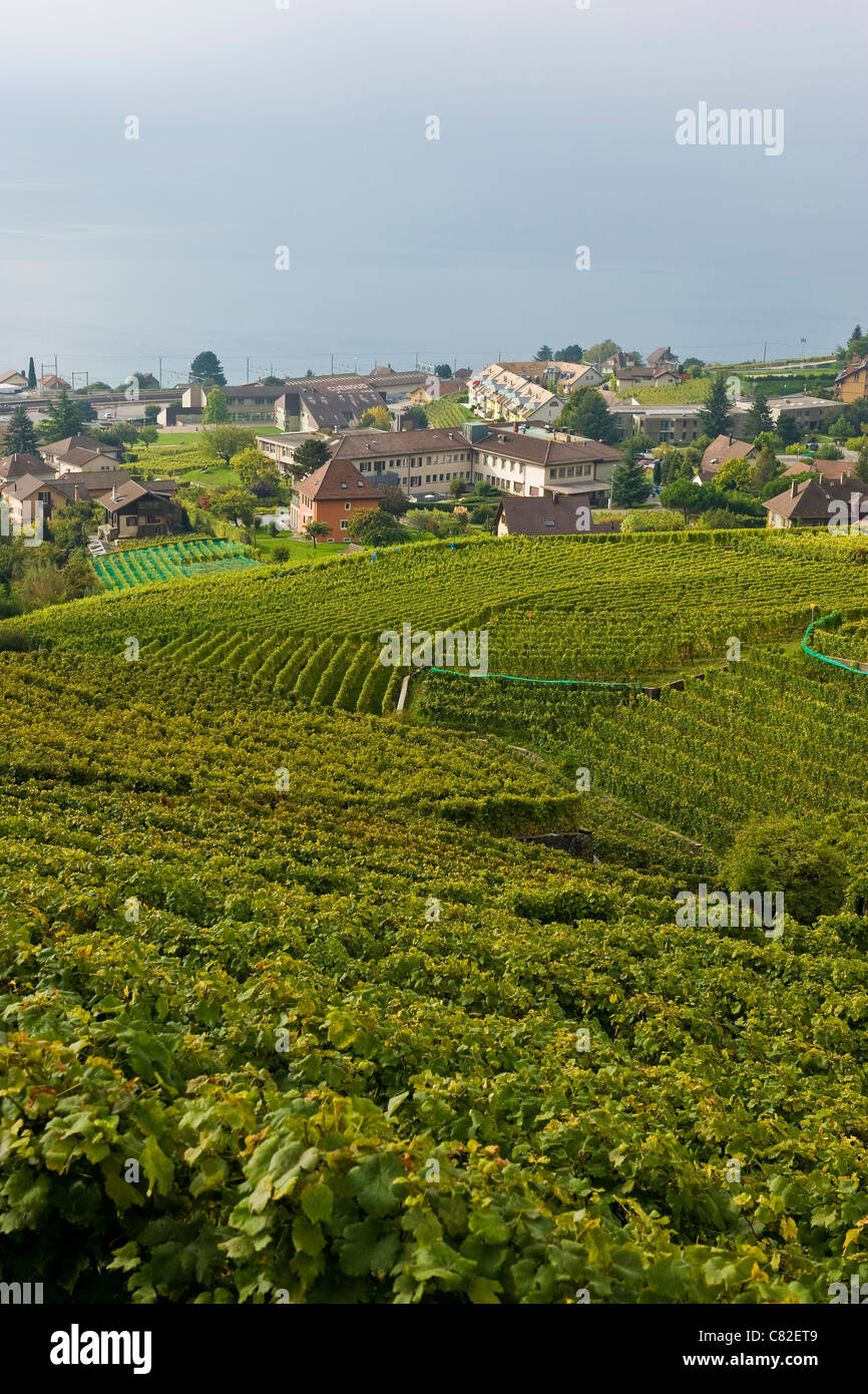 Lavaux vineyards, UNESCO, Switzerland Stock Photo - Alamy