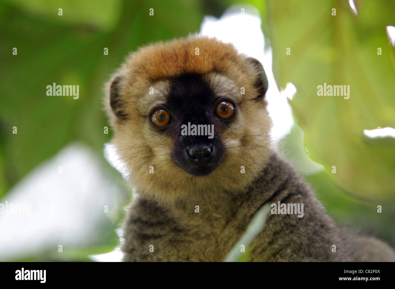 Southern madagascar lemur red fronted wild animal hi-res stock ...