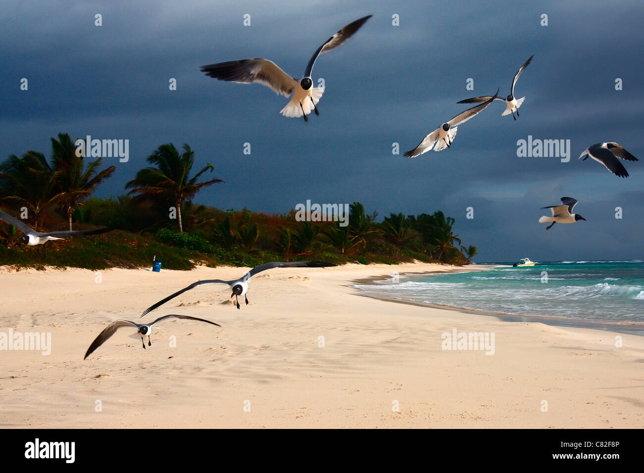 Wild seagulls in the flamingo beach in Culebra island, Puerto Rico ...