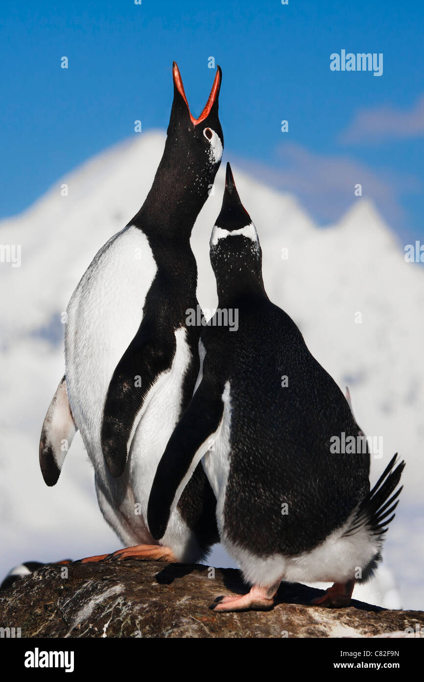 Penguins singing on a rock in Antarctica. Mountains in the background ...