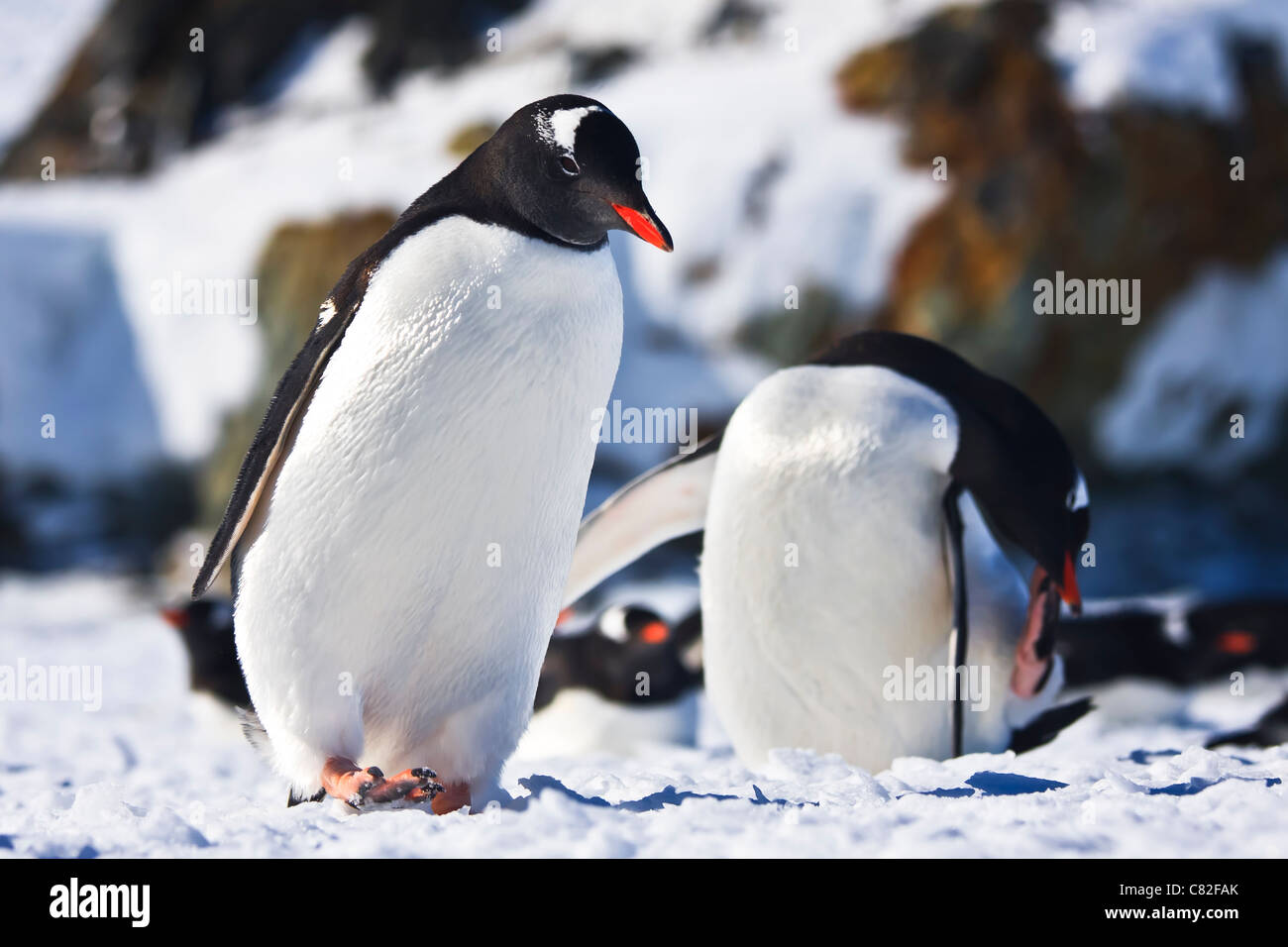 Two penguins dreaming, mountains in the background Stock Photo - Alamy