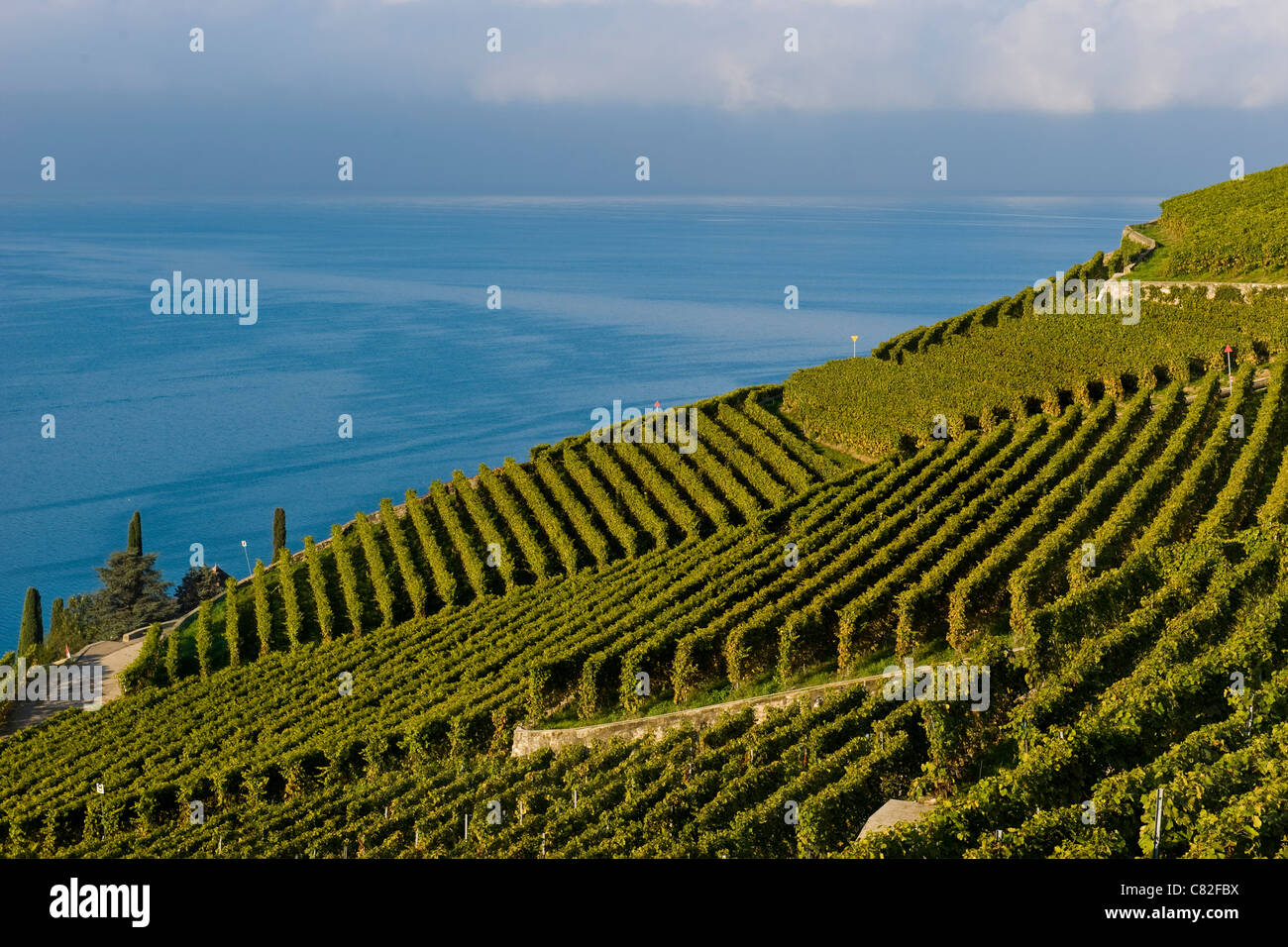 Lavaux vineyards, UNESCO, Switzerland Stock Photo - Alamy