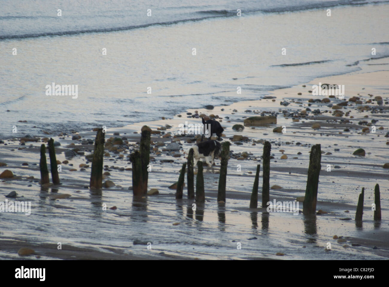 Rotten groynes on the beach hi-res stock photography and images - Alamy
