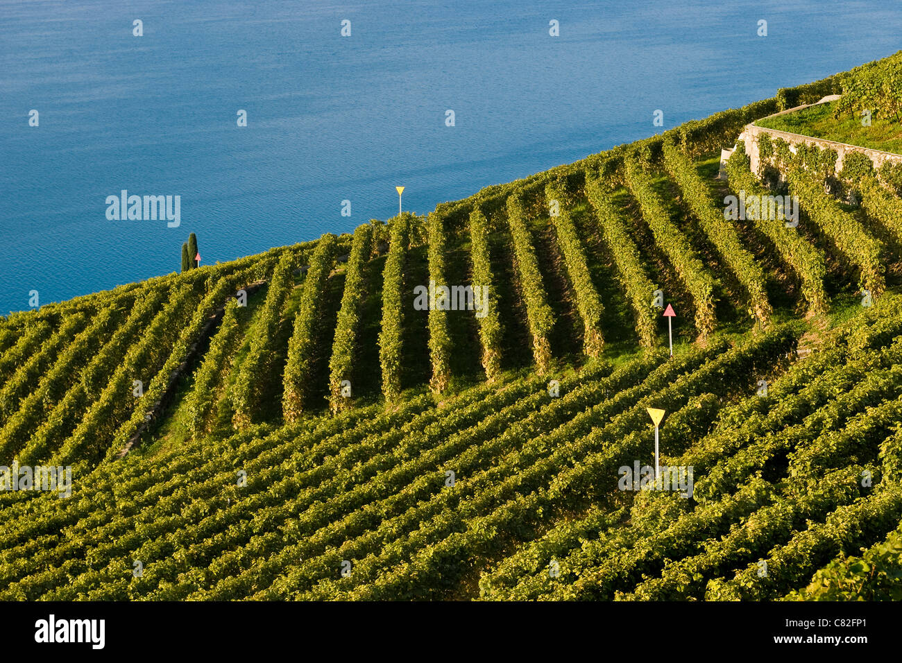 Lavaux vineyards, UNESCO, Switzerland Stock Photo - Alamy