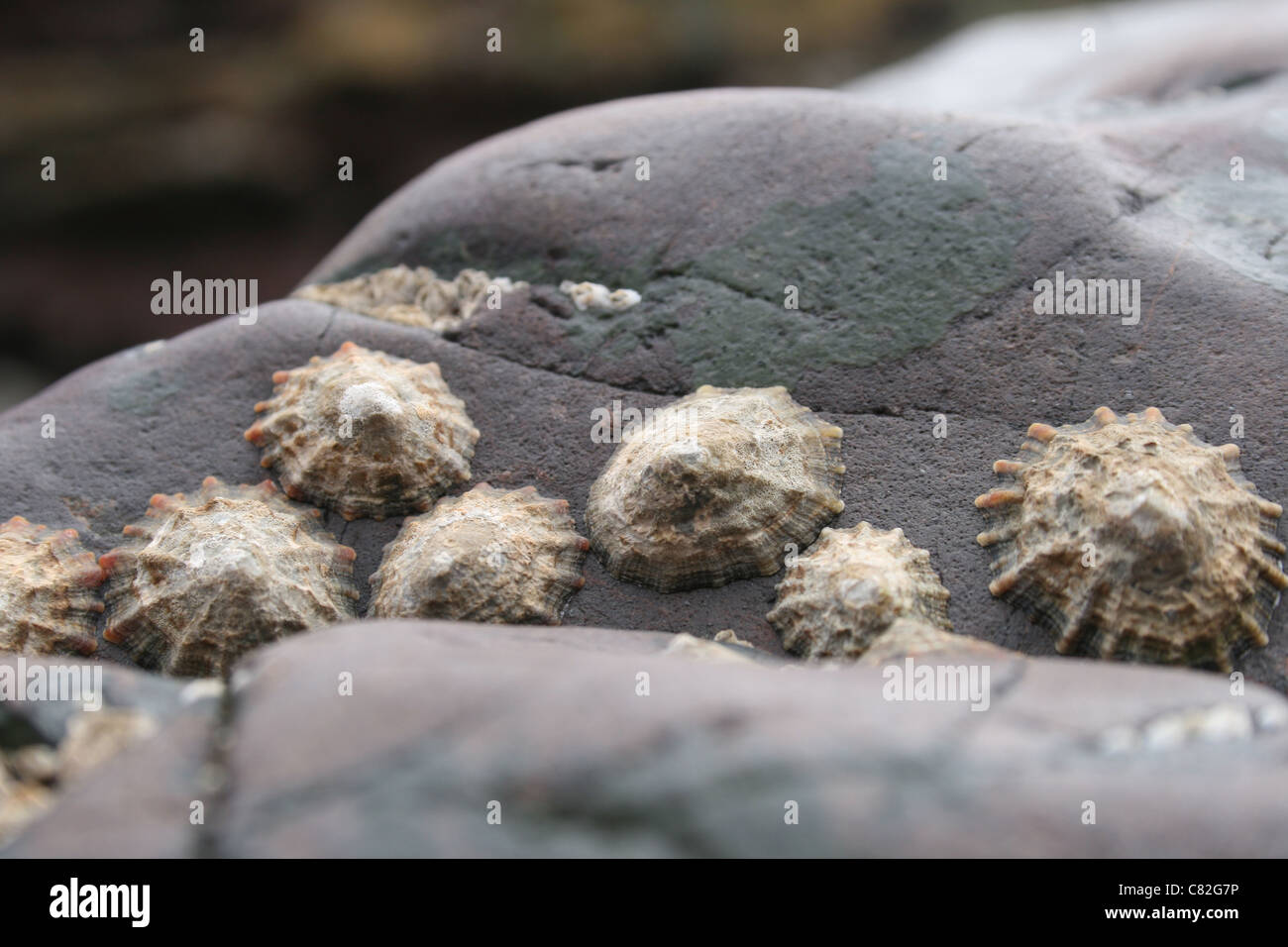 Shells of limpets hi-res stock photography and images - Alamy