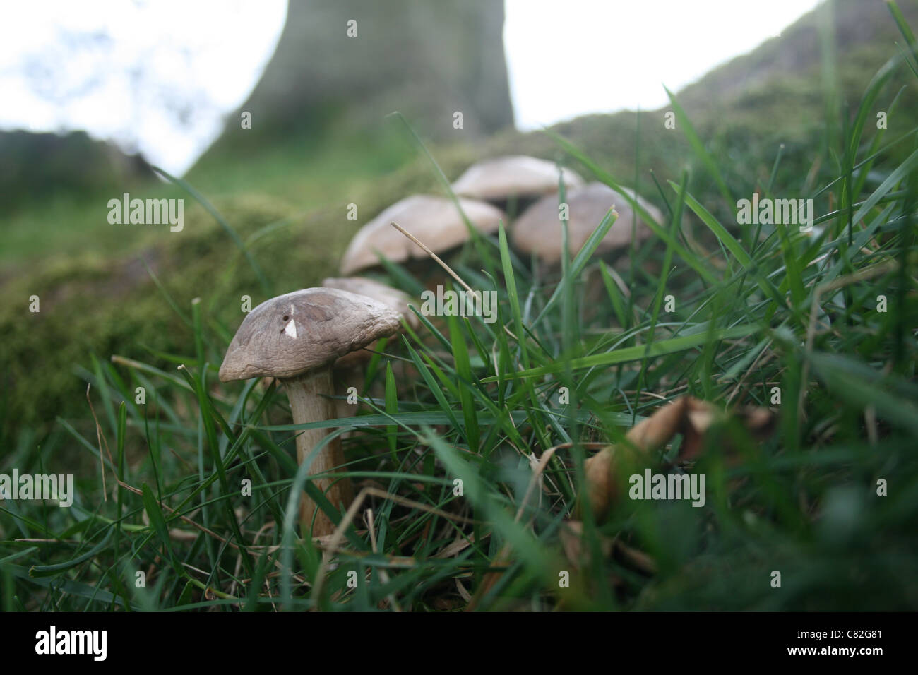 Field mushrooms hi-res stock photography and images - Alamy