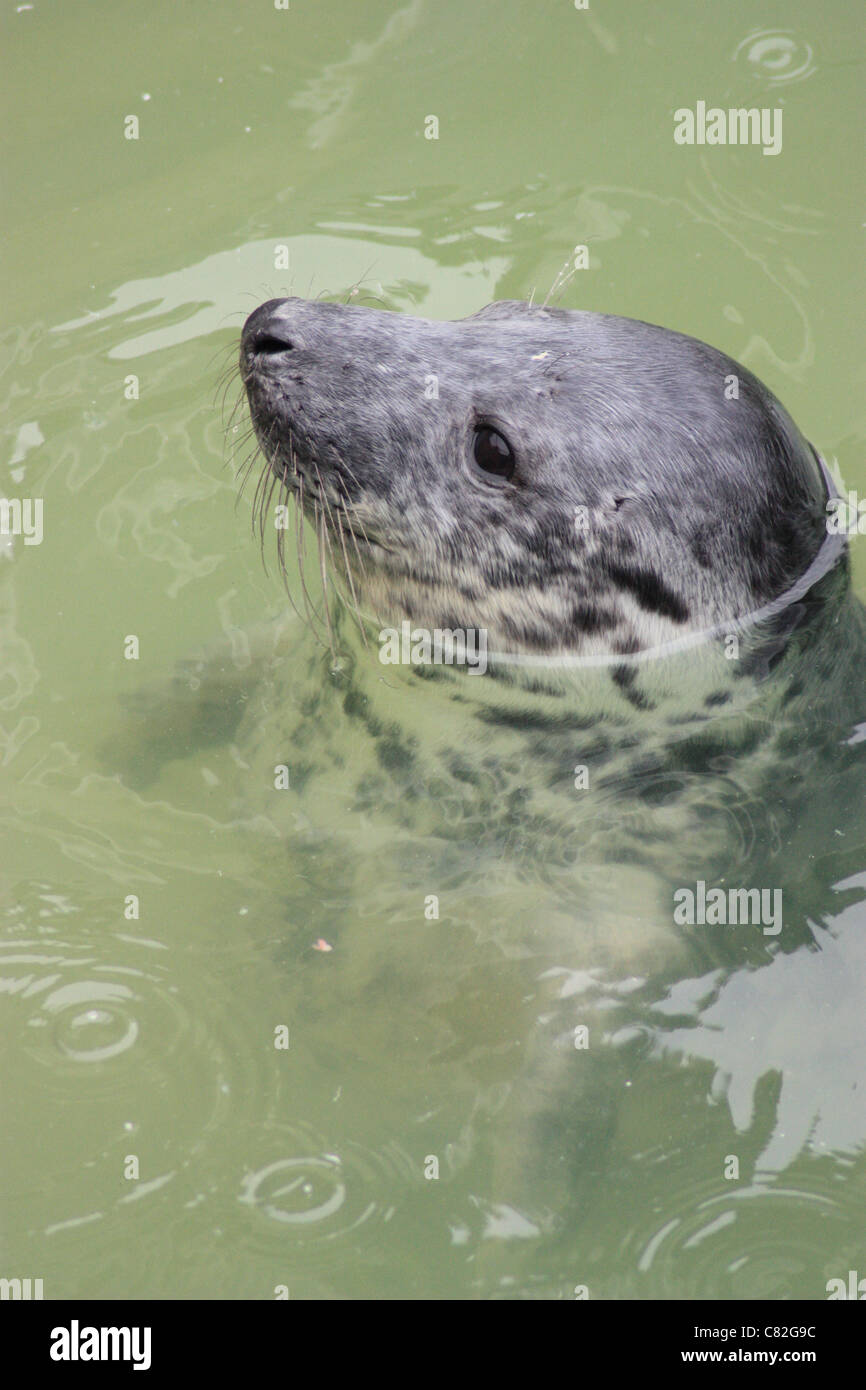 seal st ives harbour Stock Photo - Alamy