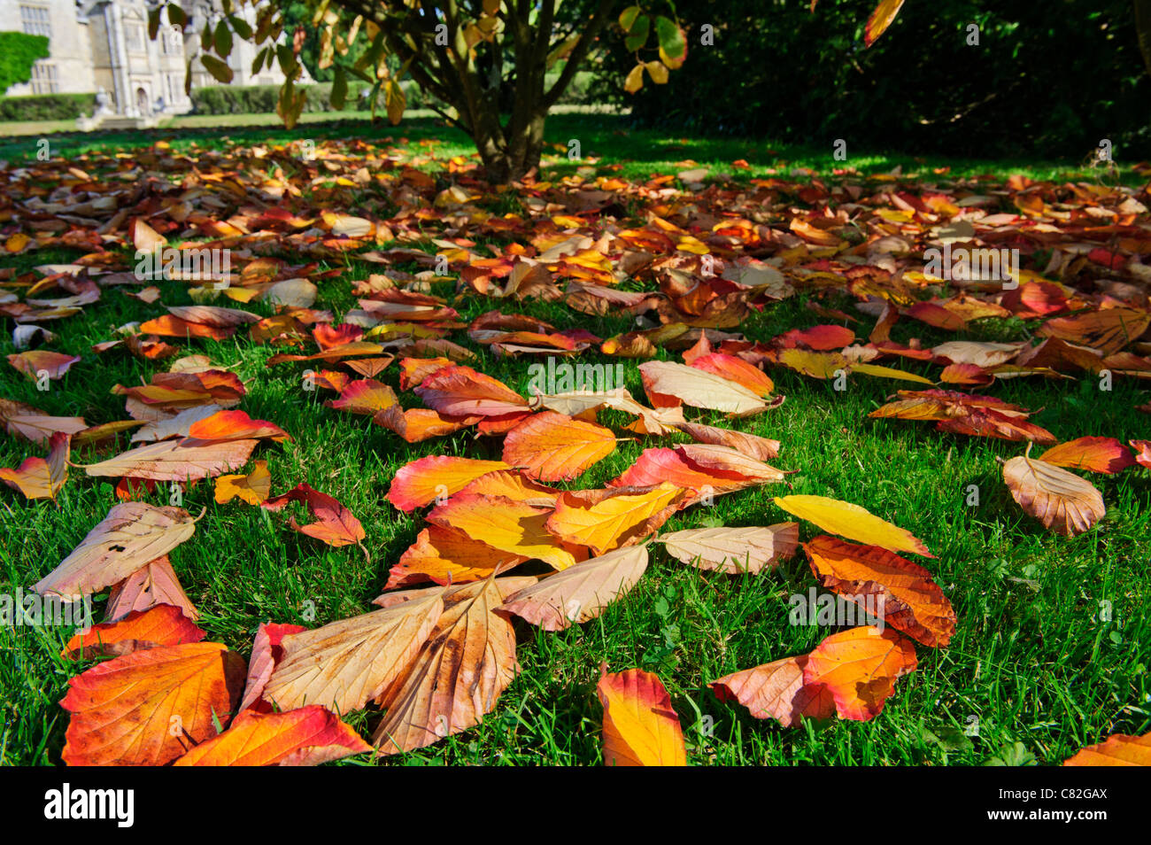 Autumn leaves falling hi-res stock photography and images - Alamy