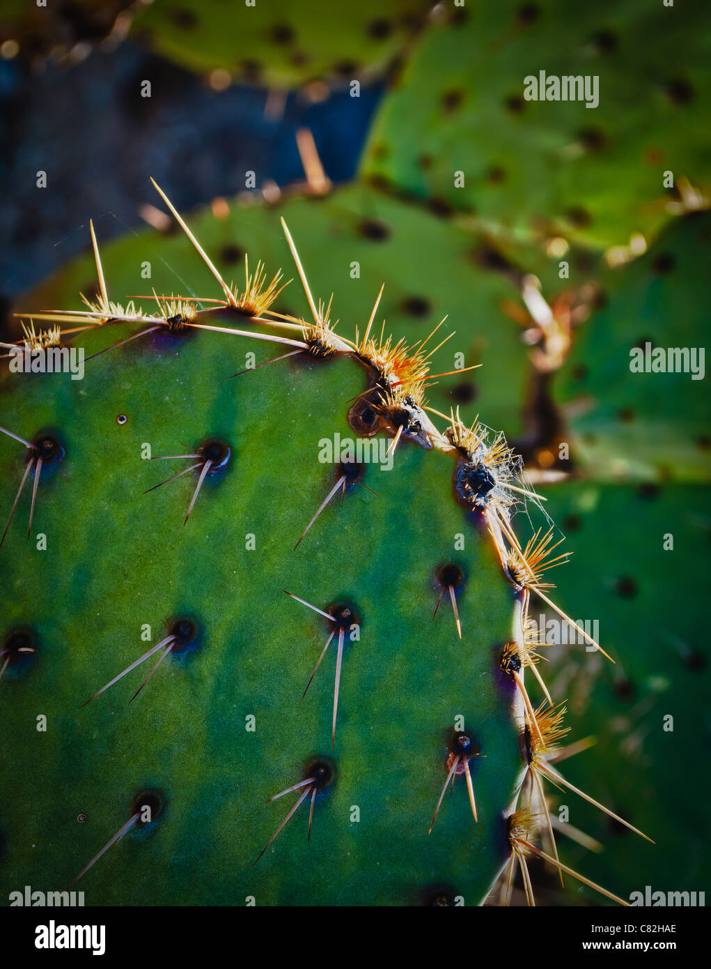 Prickly Pear cactus in the Sonoran desert Stock Photo - Alamy