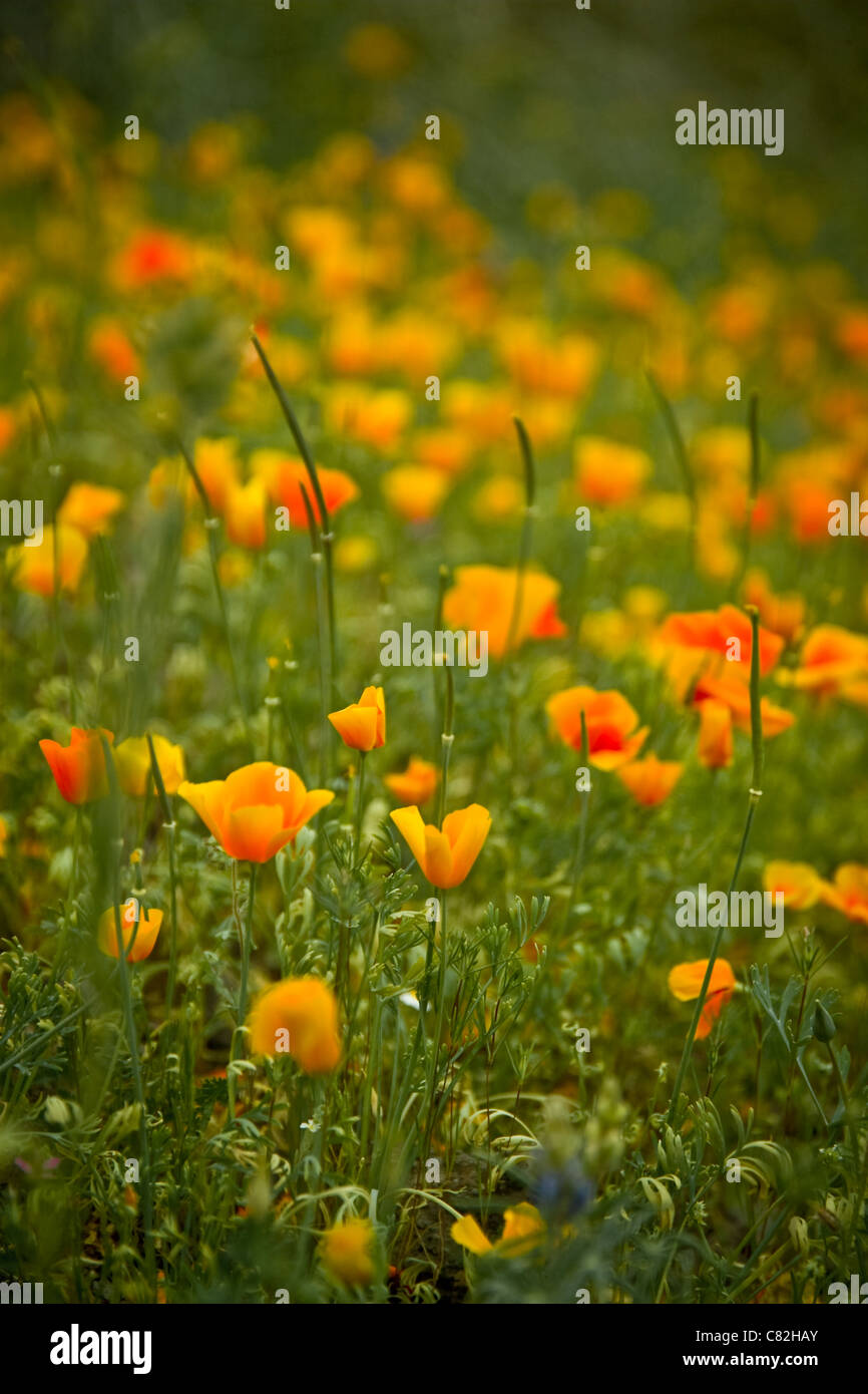 Gold poppy hi-res stock photography and images - Alamy