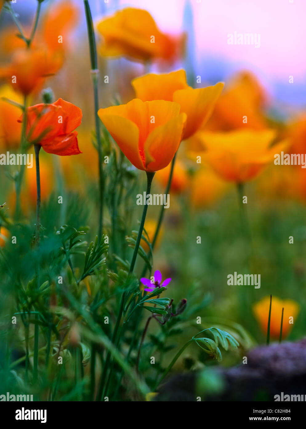 Mexican Gold Poppy in full bloom in Arizona's desert Stock Photo - Alamy