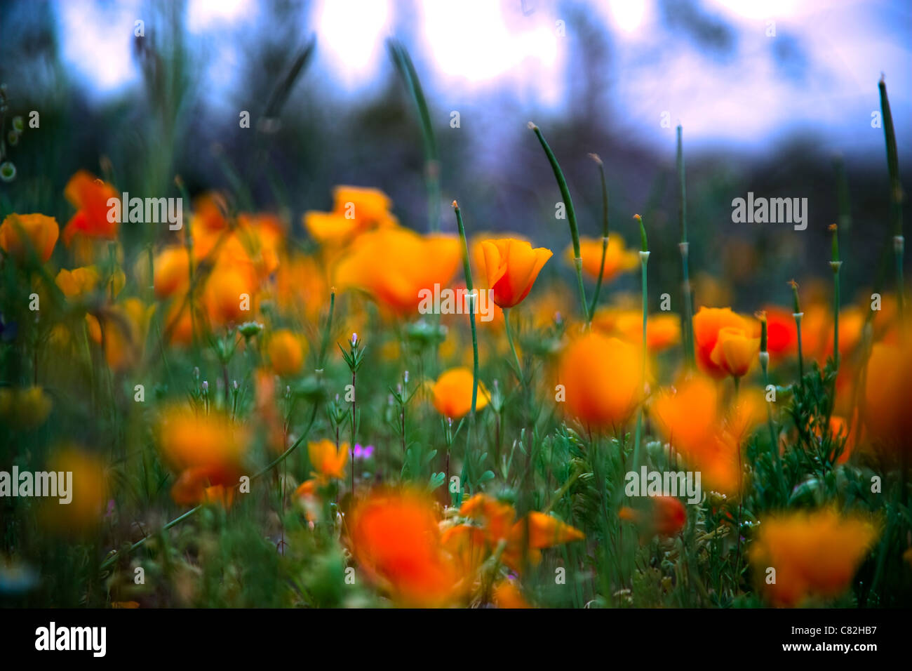 Desert gold poppy hi-res stock photography and images - Alamy