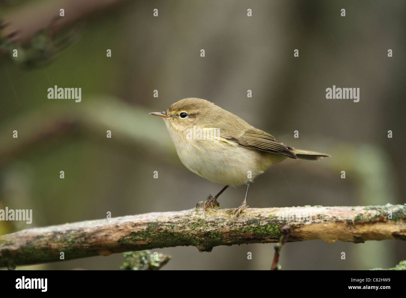 Chiffchaff Stock Photos & Chiffchaff Stock Images - Alamy