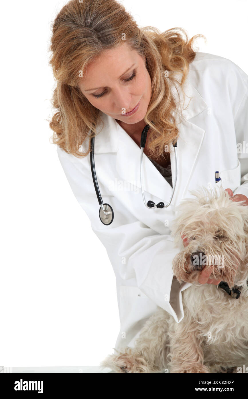 Female vet examining small white dog Stock Photo - Alamy