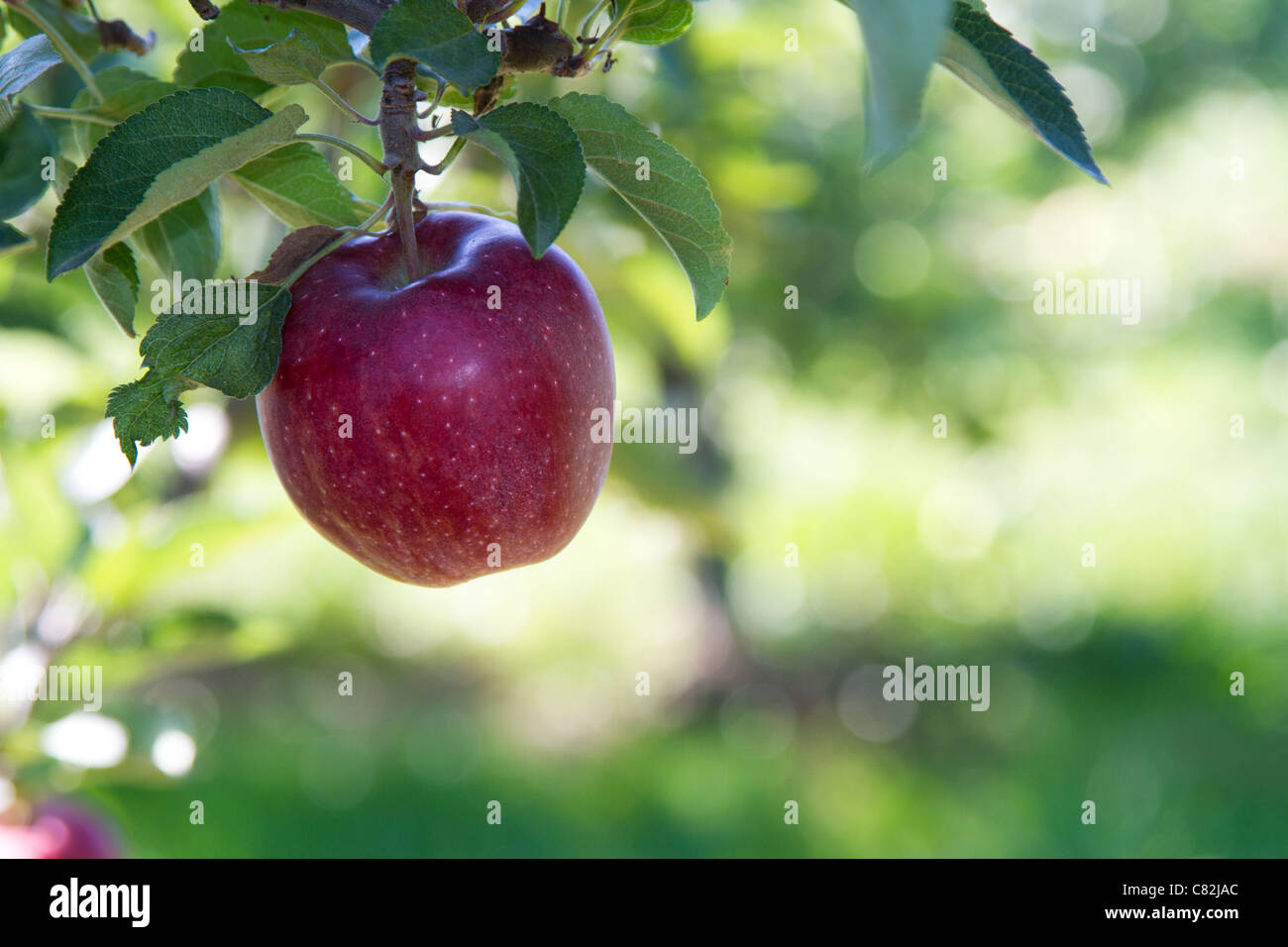 red apple isolated blurry background Stock Photo - Alamy