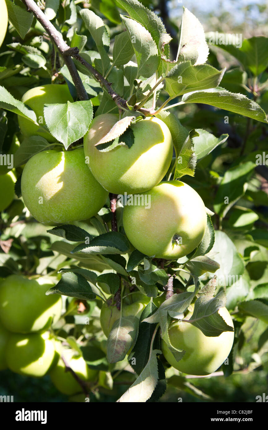 apple apples fruit healthy natural Stock Photo - Alamy