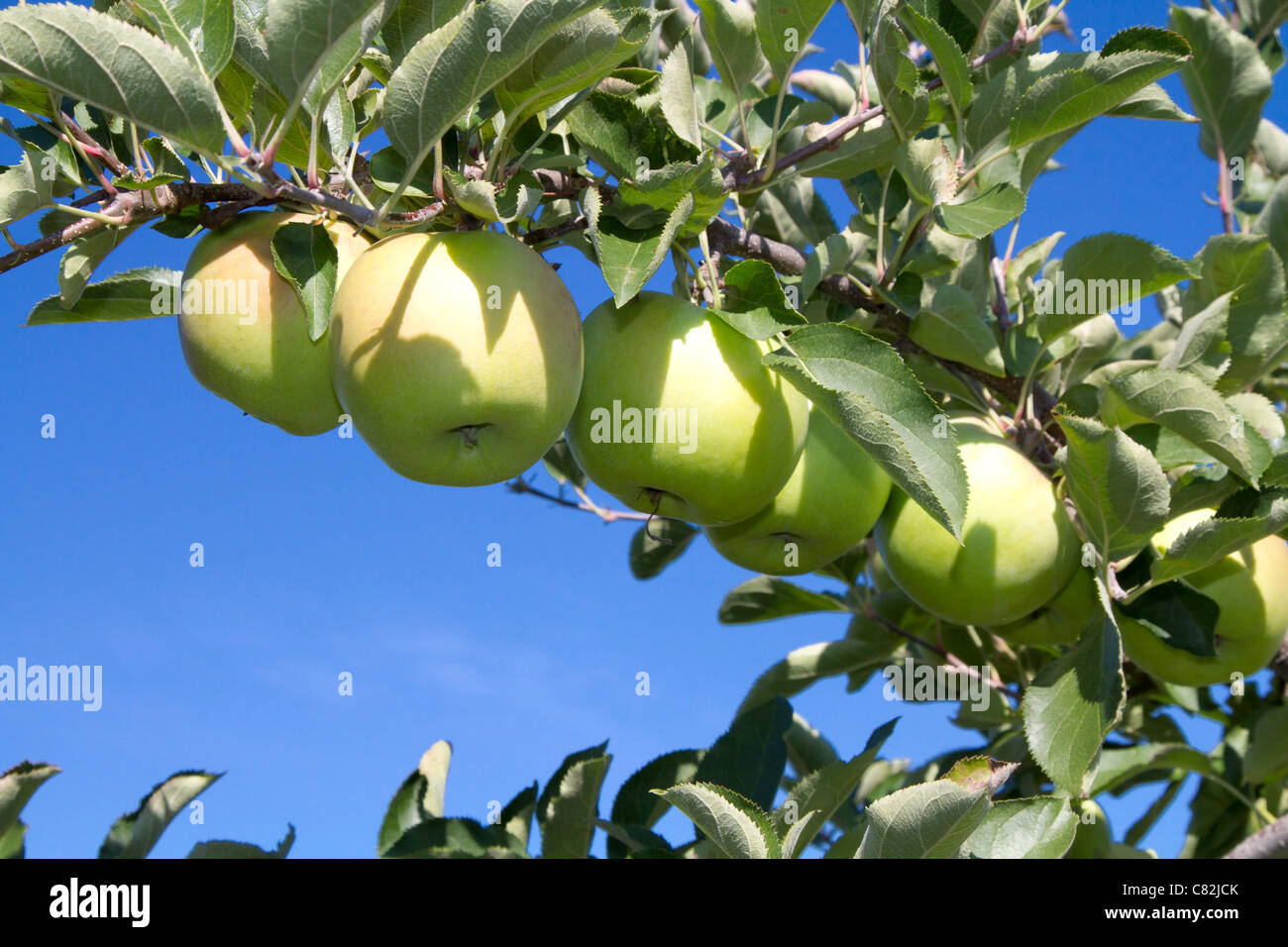 Tree with sky hi-res stock photography and images - Alamy