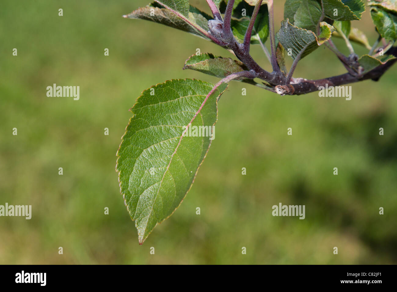 apple tree leaf Stock Photo - Alamy