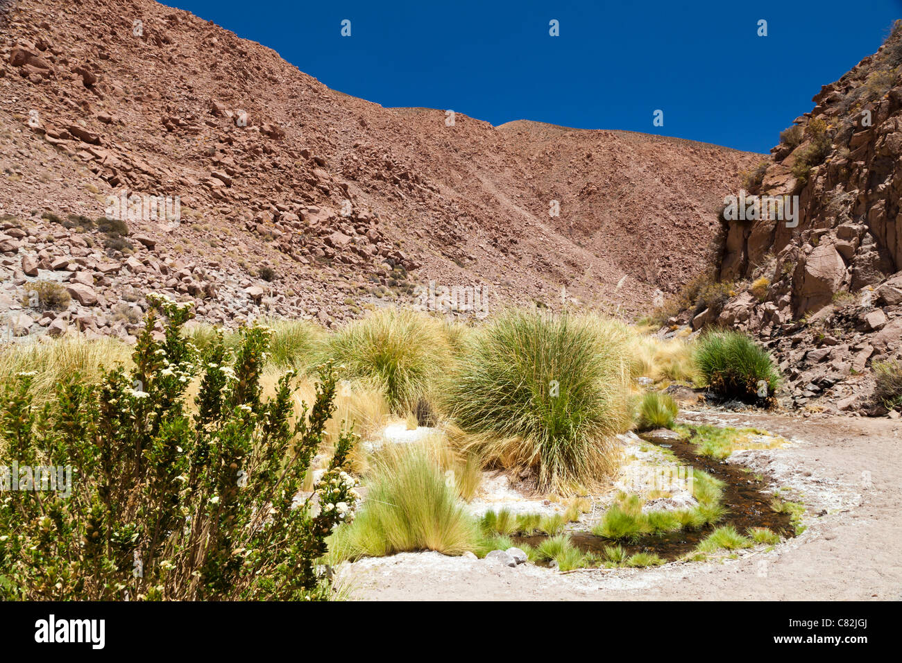 Small river winding through the Rio Grande valley, Atacama Desert ...