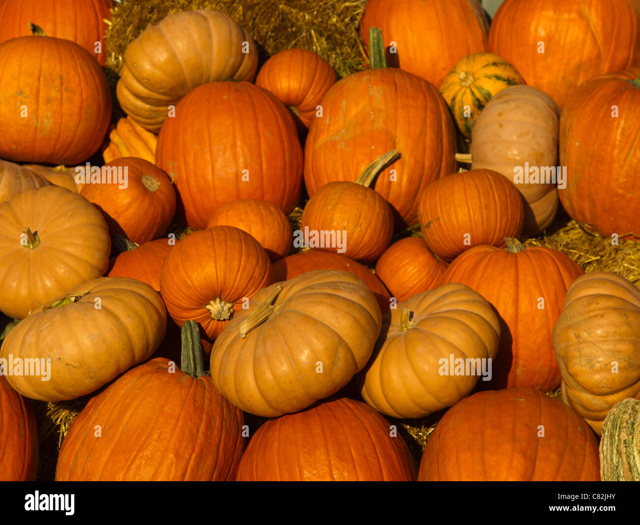 Variety of pumpkins hi-res stock photography and images - Alamy
