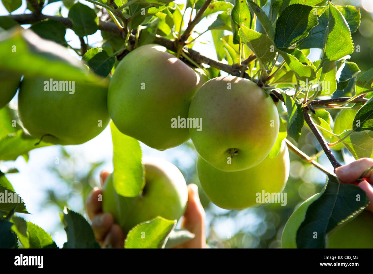 green apple tree Stock Photo - Alamy