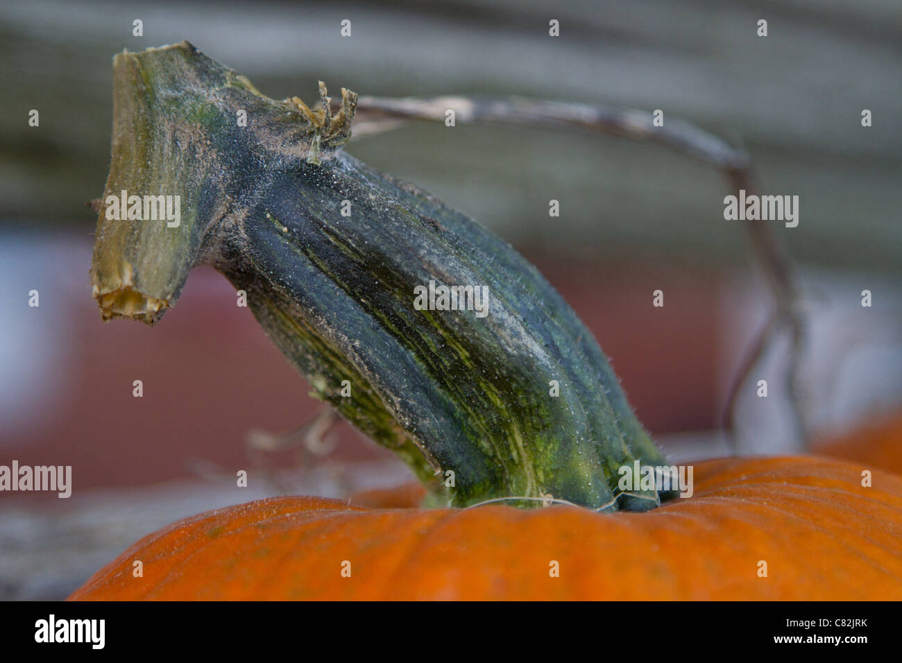 Pumpkin with stem hi-res stock photography and images - Alamy