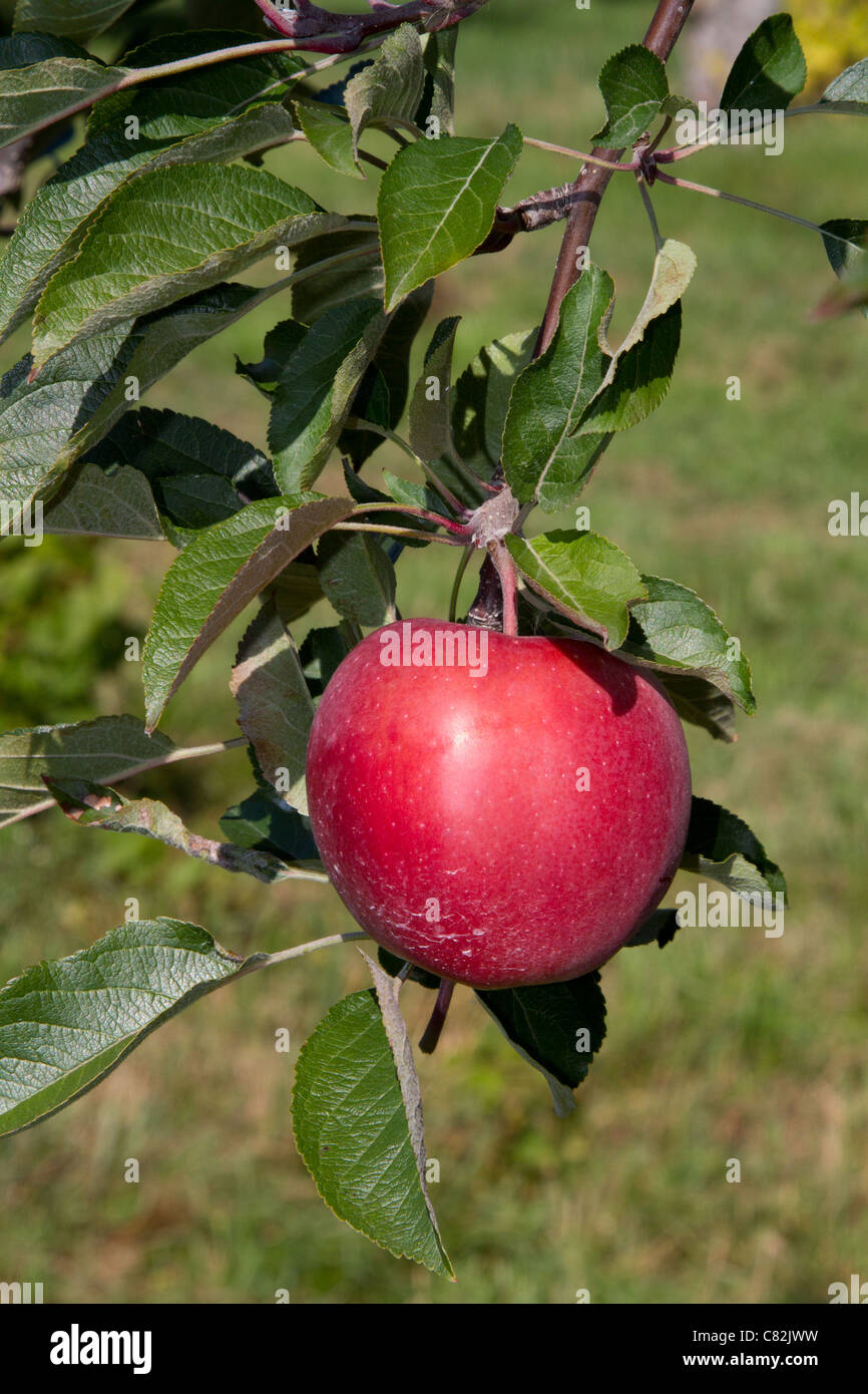 red apple tree branch Stock Photo - Alamy