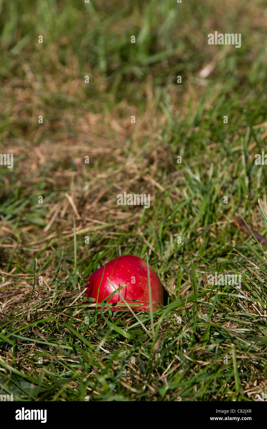 red apple grass Stock Photo - Alamy