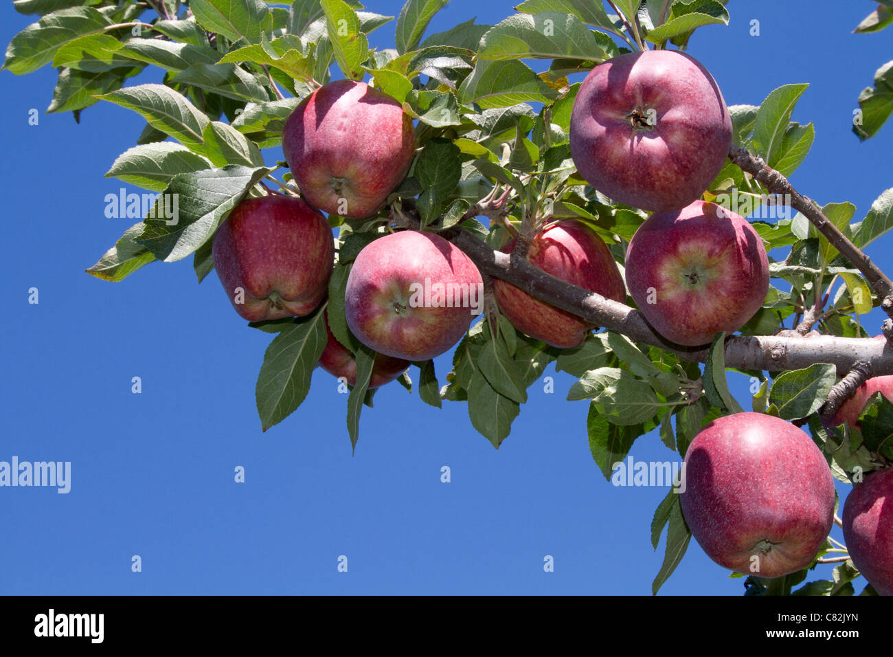 red apple apples fruit blue sky Stock Photo - Alamy