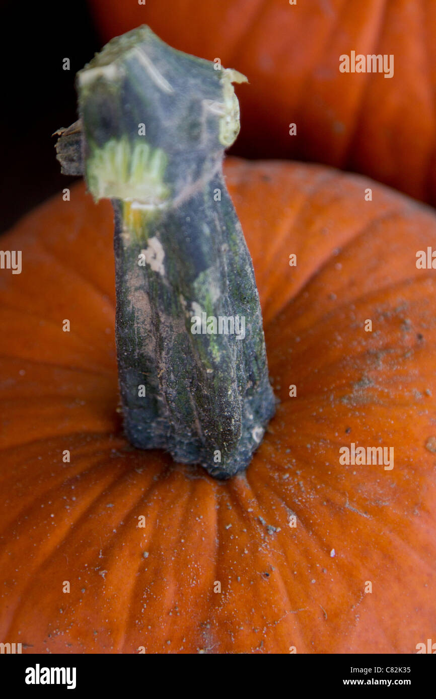 Pumpkin with stem hi-res stock photography and images - Alamy