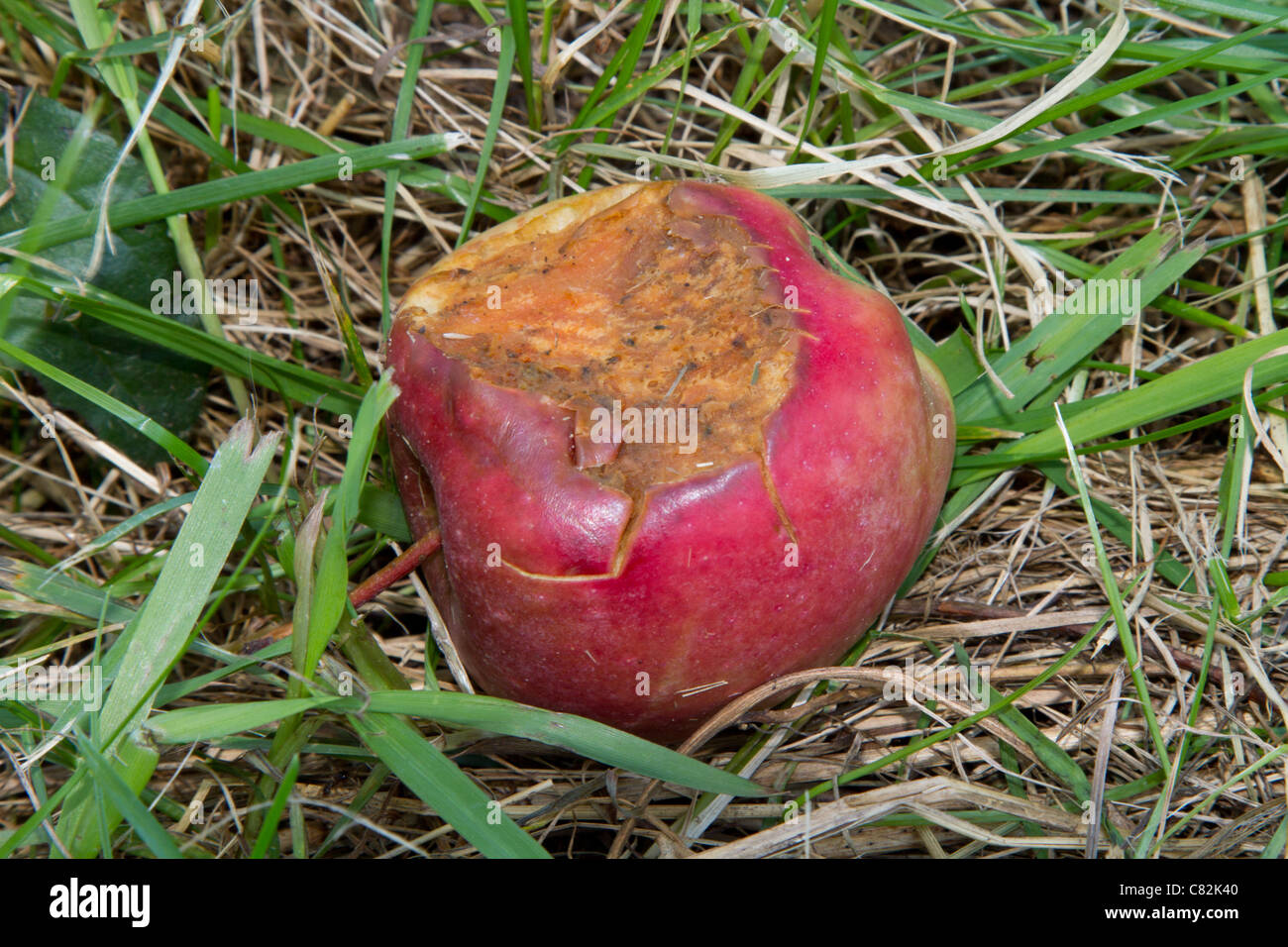 rotten apple red Stock Photo - Alamy