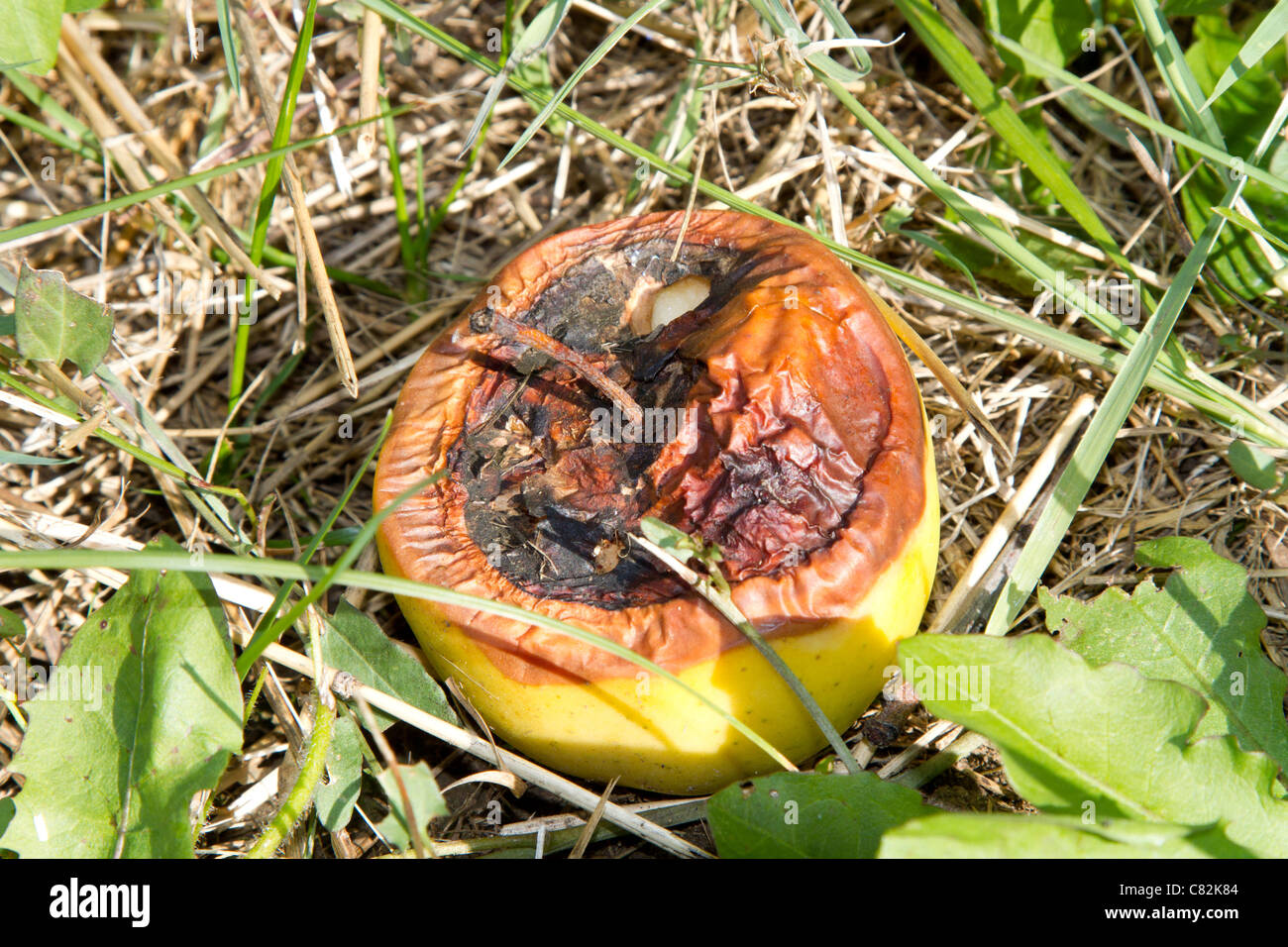 Rotten apple hi-res stock photography and images - Alamy