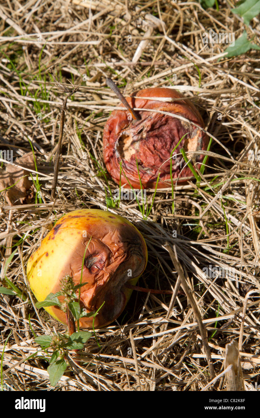 rotten apple apples Stock Photo - Alamy